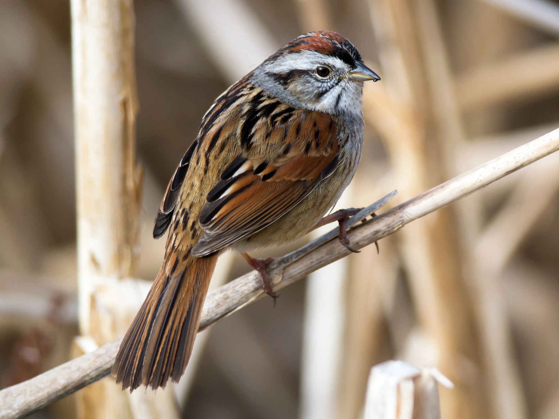 Swamp Sparrow - eBird