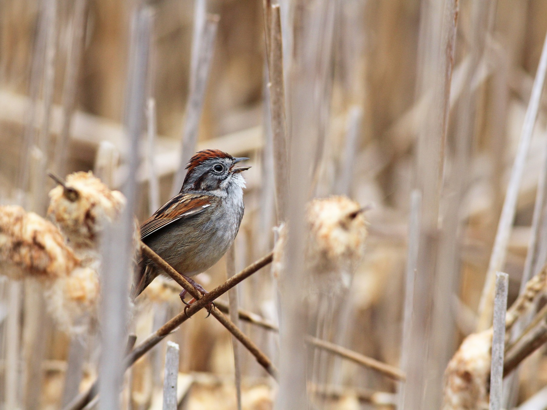 Swamp Sparrow - eBird