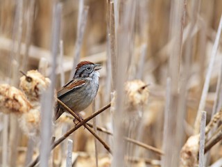 Swamp Sparrow - Pennsylvania Bird Atlas
