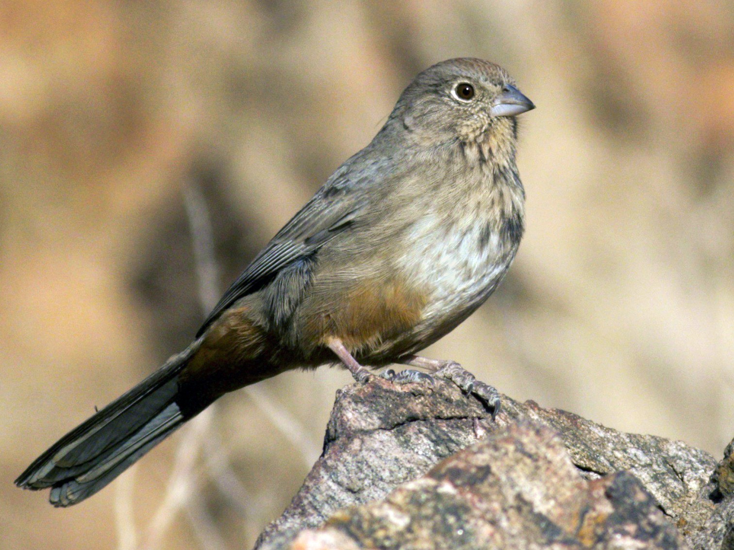Canyon Towhee Ebird