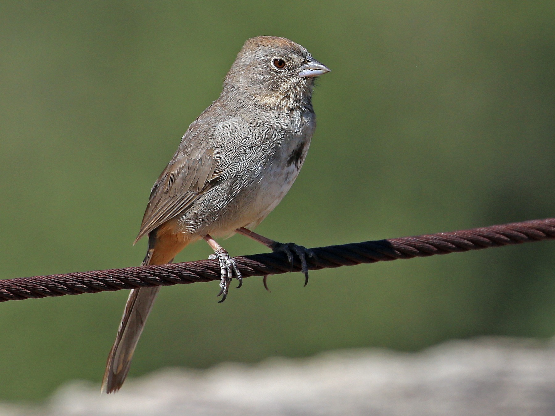 Canyon Towhee Ebird