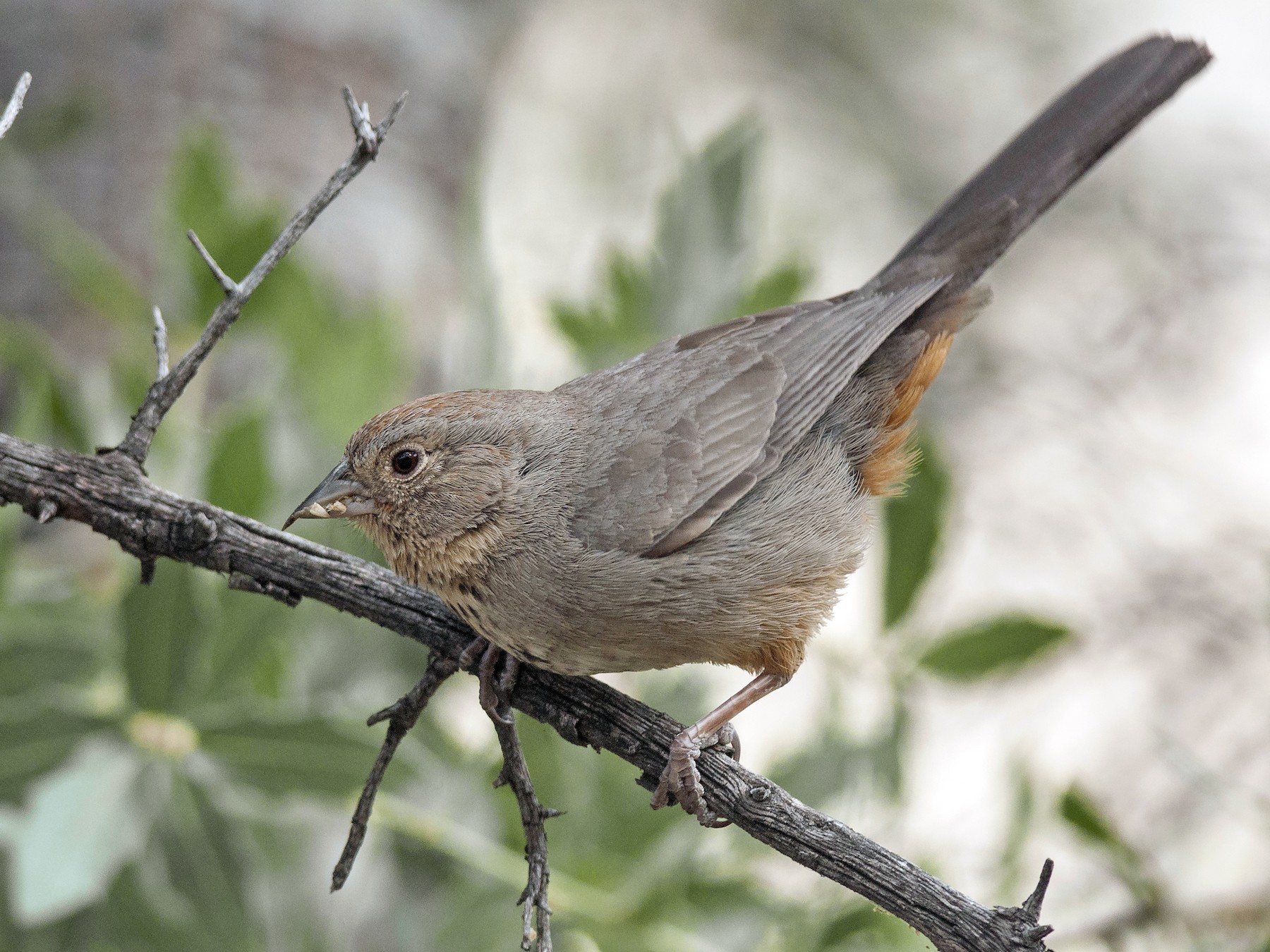Canyon Towhee Ebird