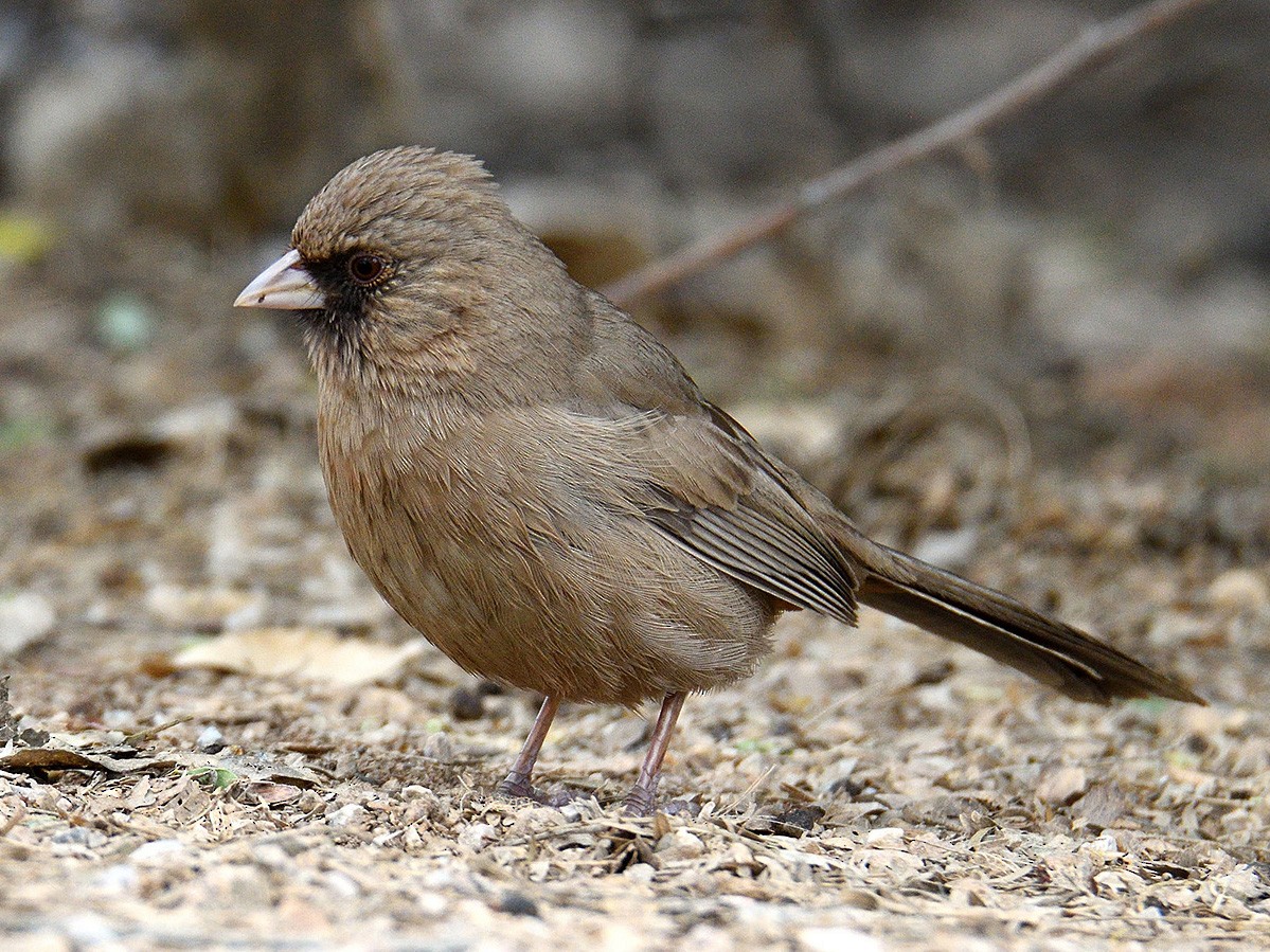 Abert's Towhee - eBird