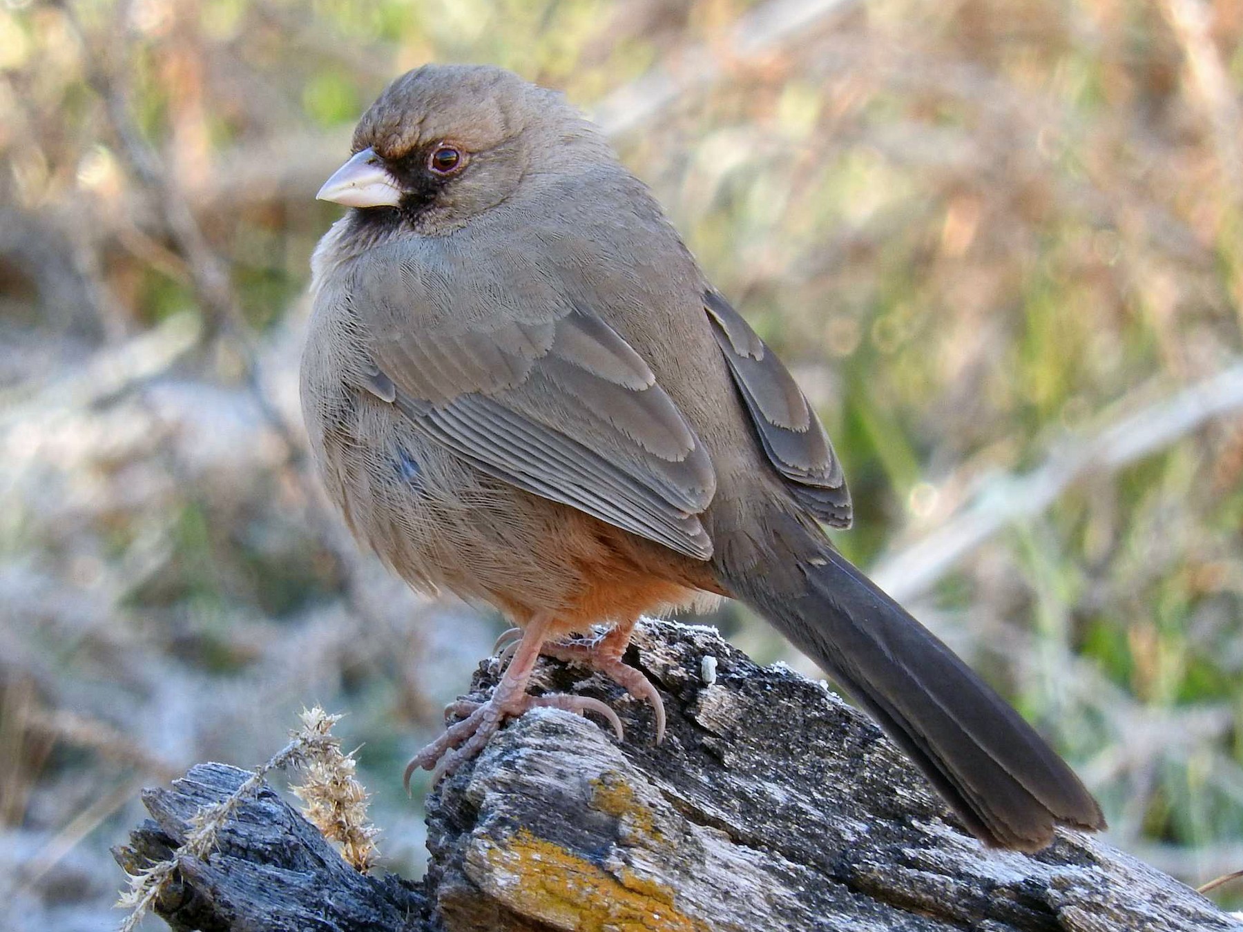 Abert's Towhee - eBird