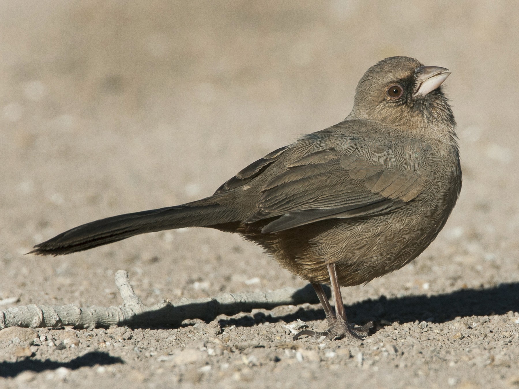 Abert's Towhee - eBird