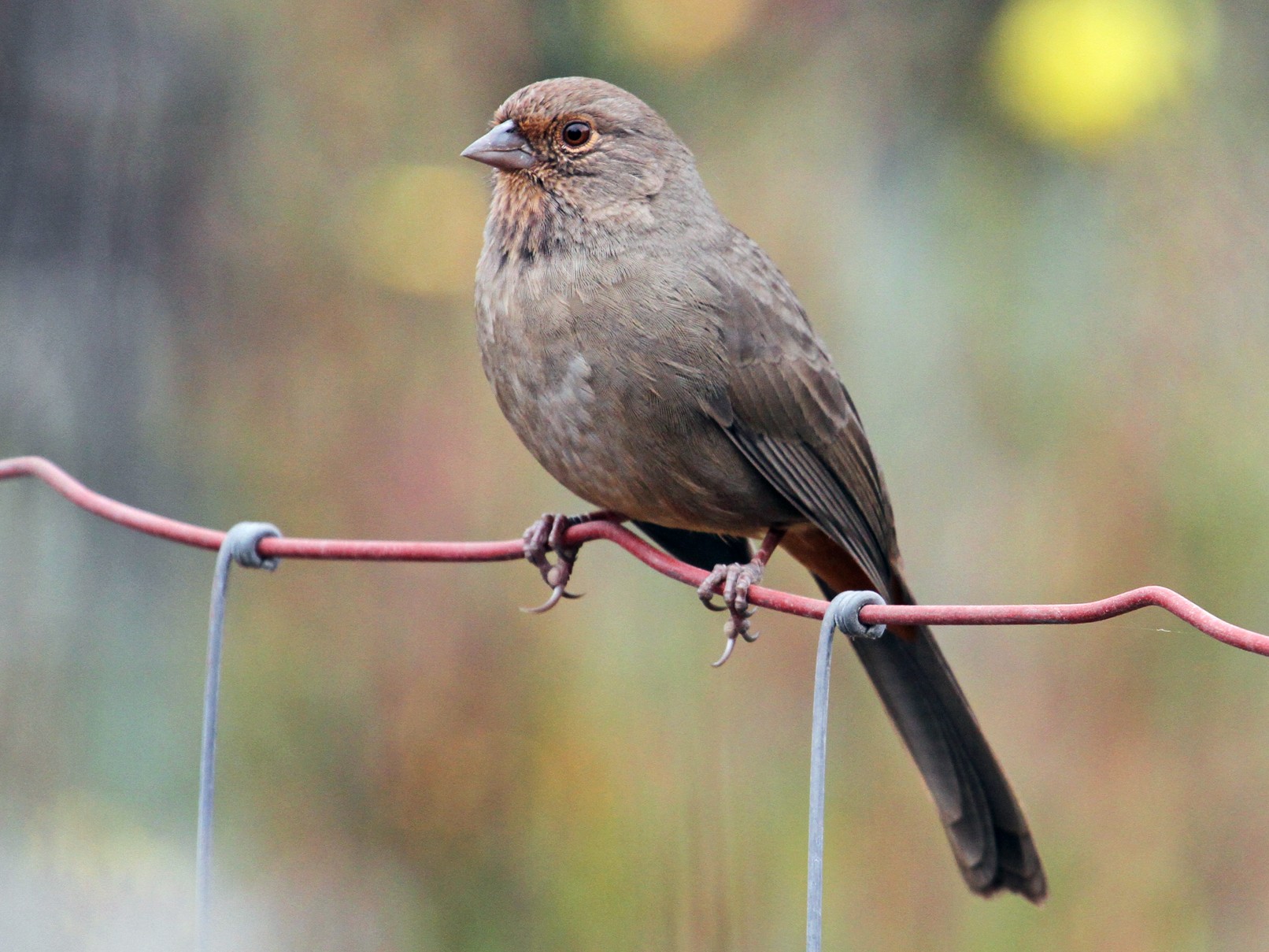 California Towhee - eBird