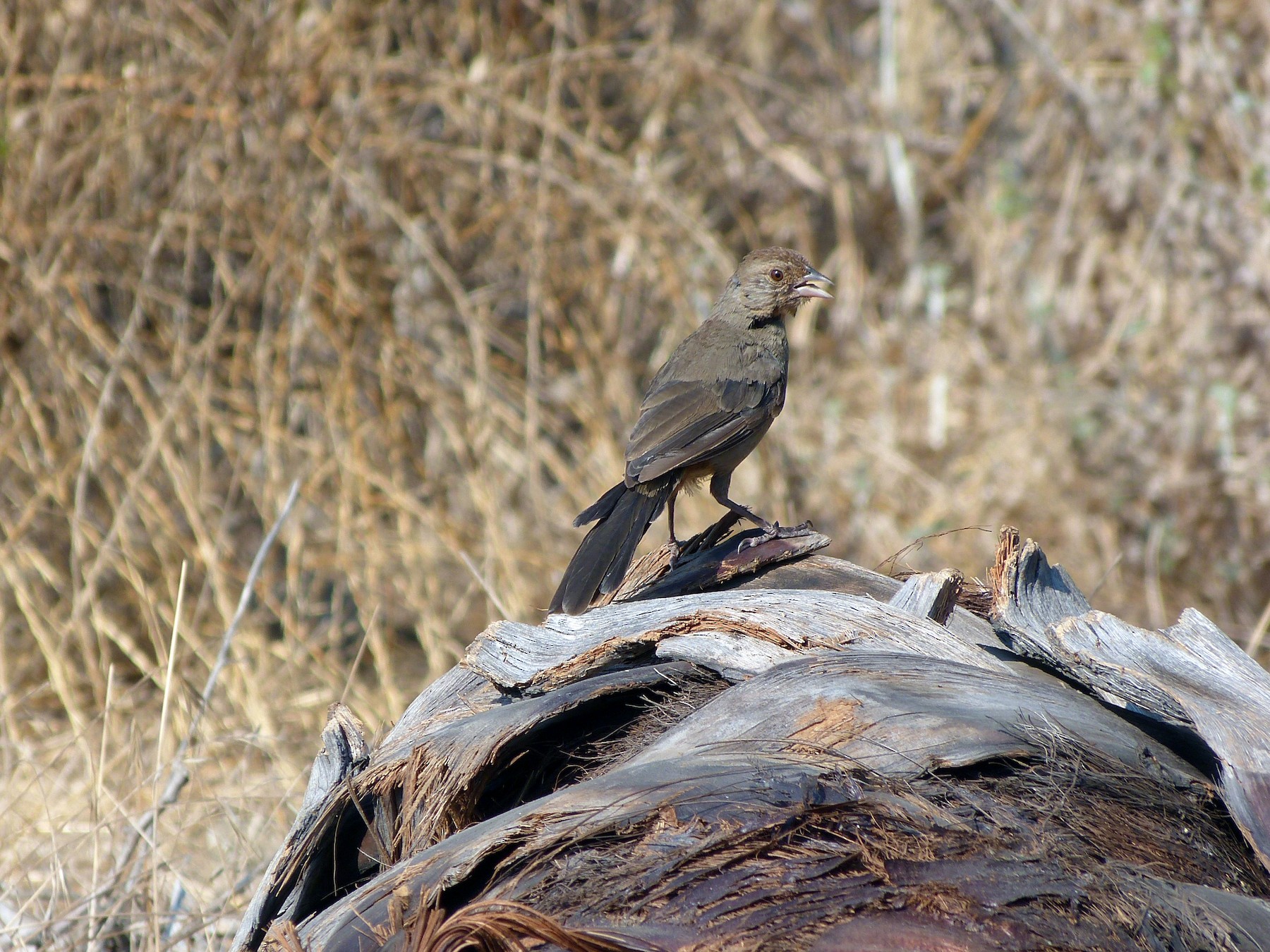 Toquí californiano - eBird