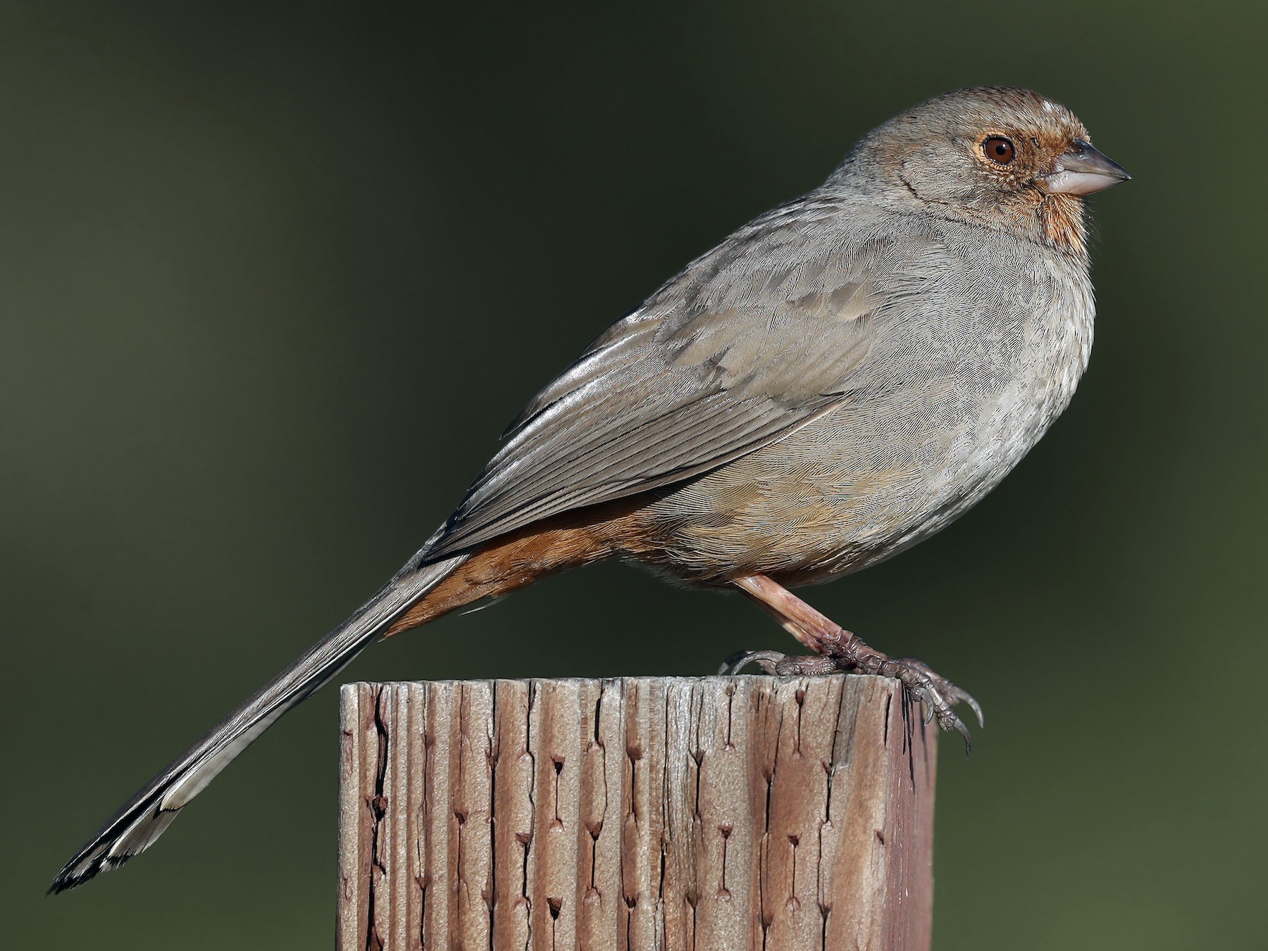 California Towhee - eBird