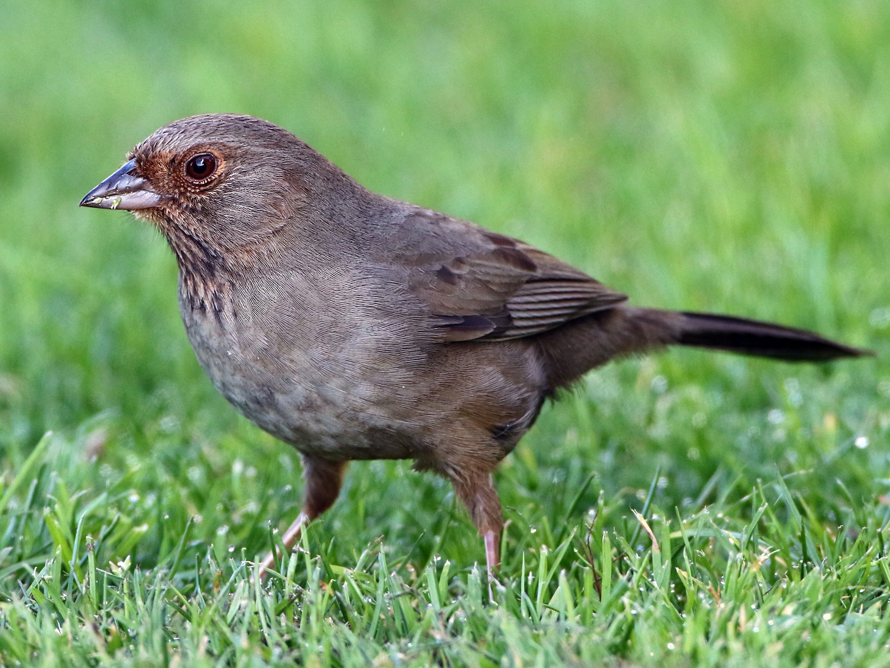 California Towhee - eBird