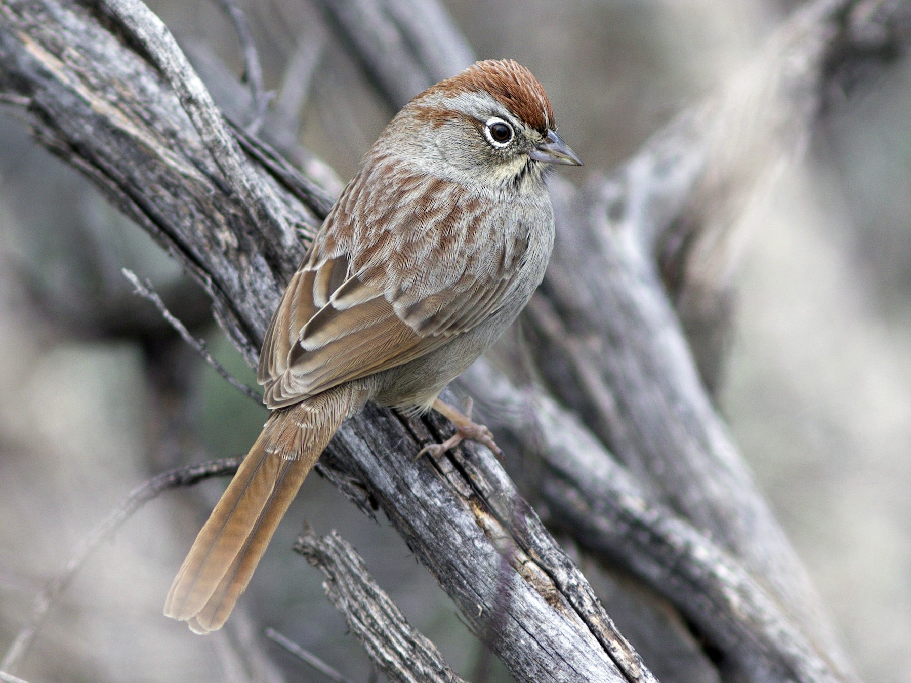 Red Capped Sparrow