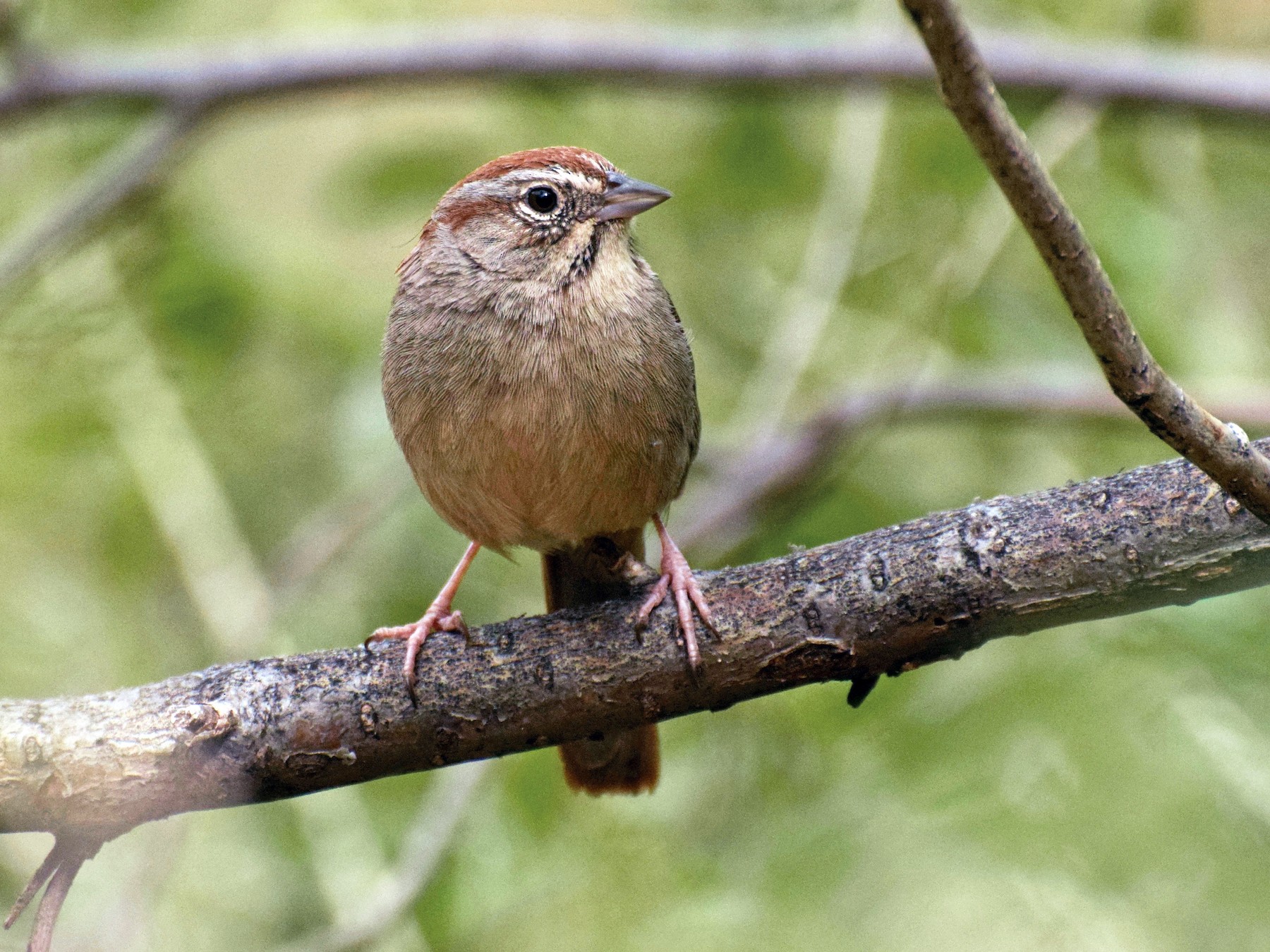 Rufous-crowned Sparrow - eBird