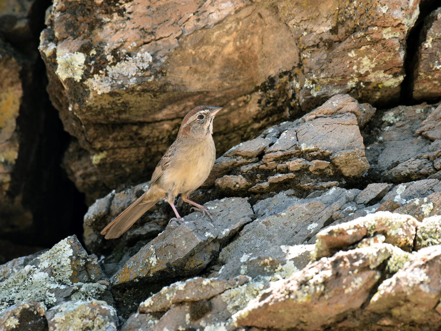 Zacatonero Corona Canela - eBird