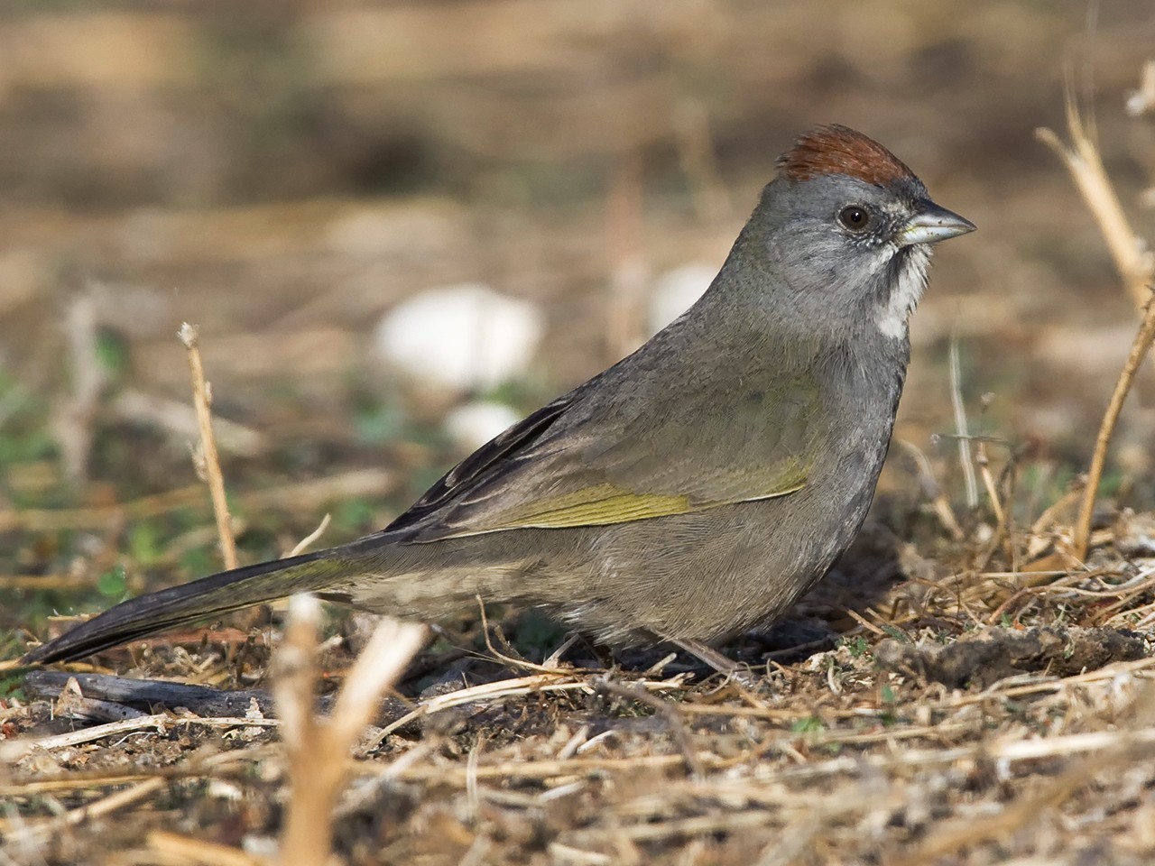 Green-tailed Towhee - eBird
