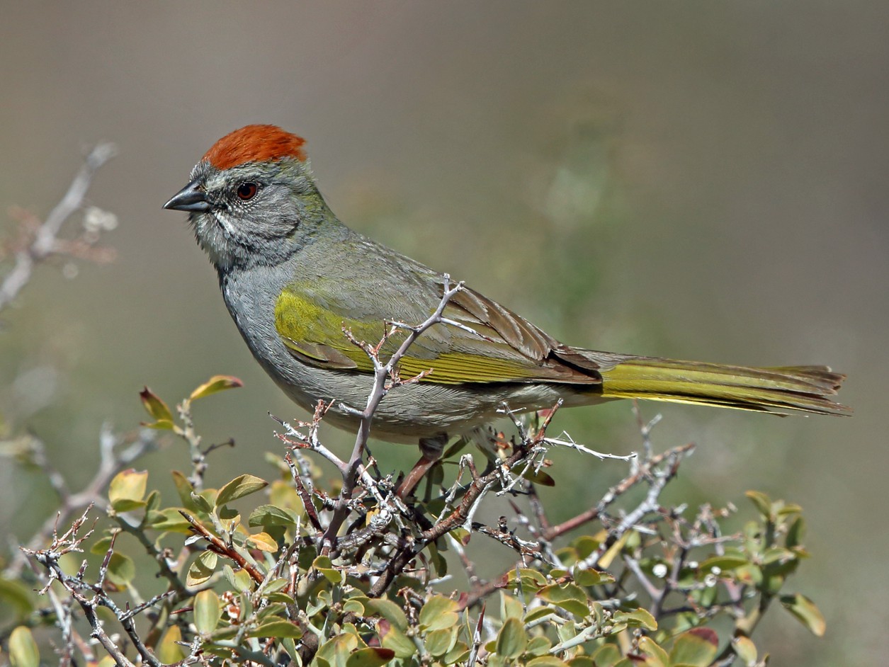 Green-tailed Towhee - eBird