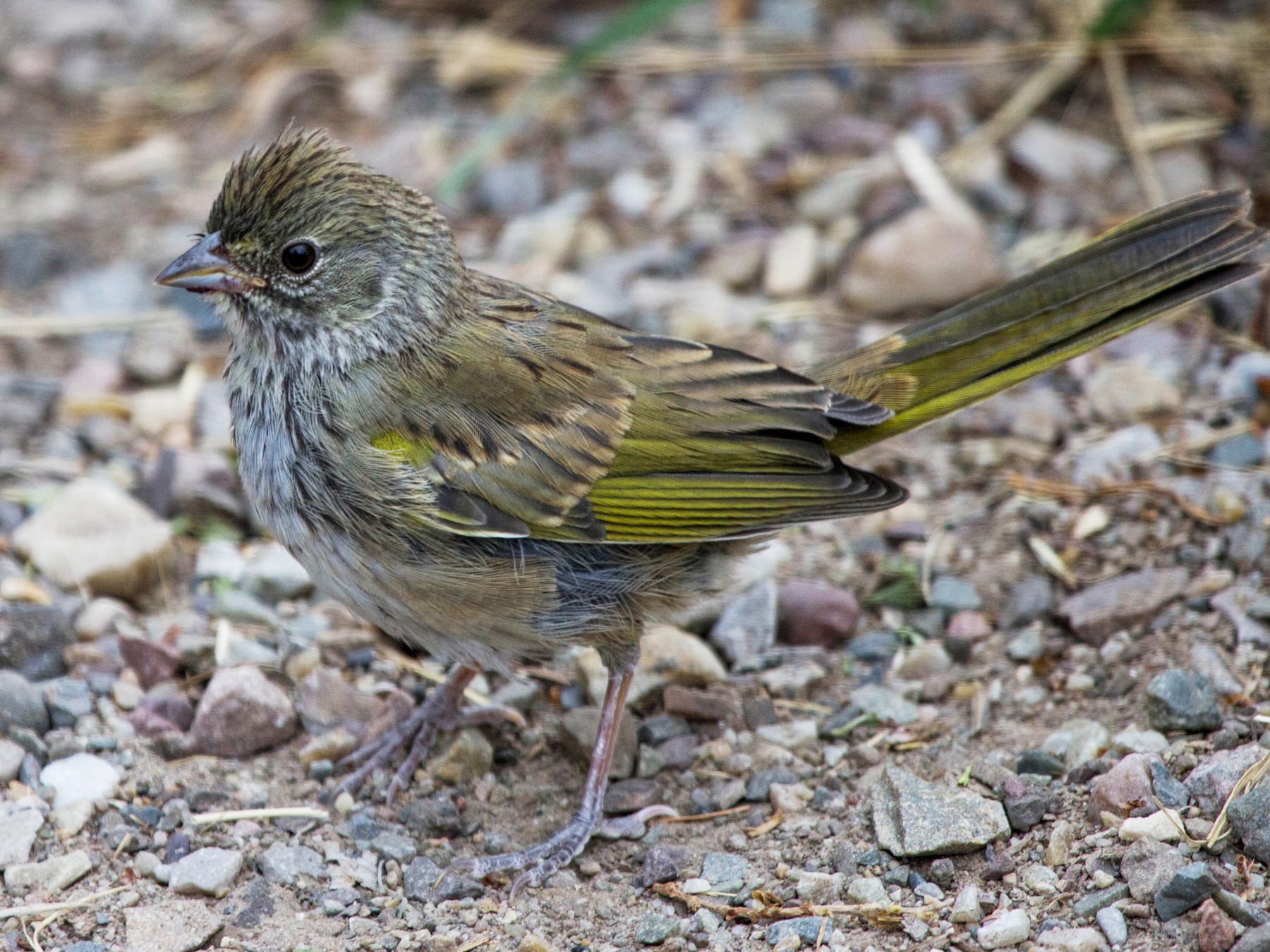 Green-tailed Towhee - eBird