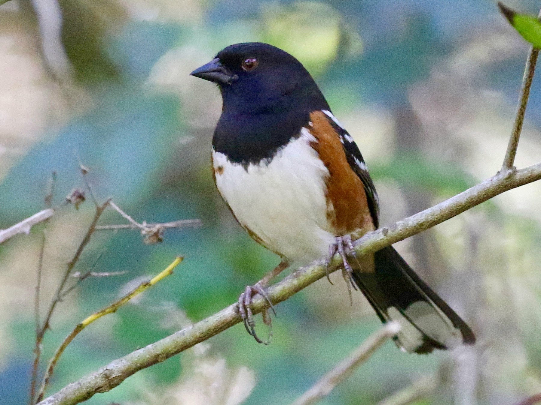 Spotted Towhee - eBird