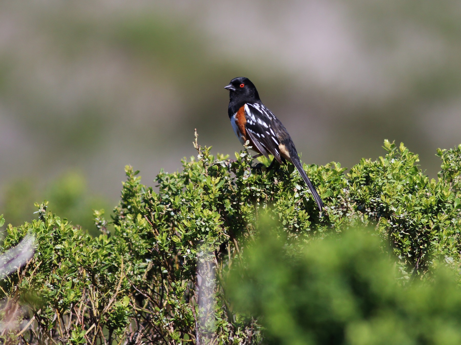 Spotted Towhee - eBird