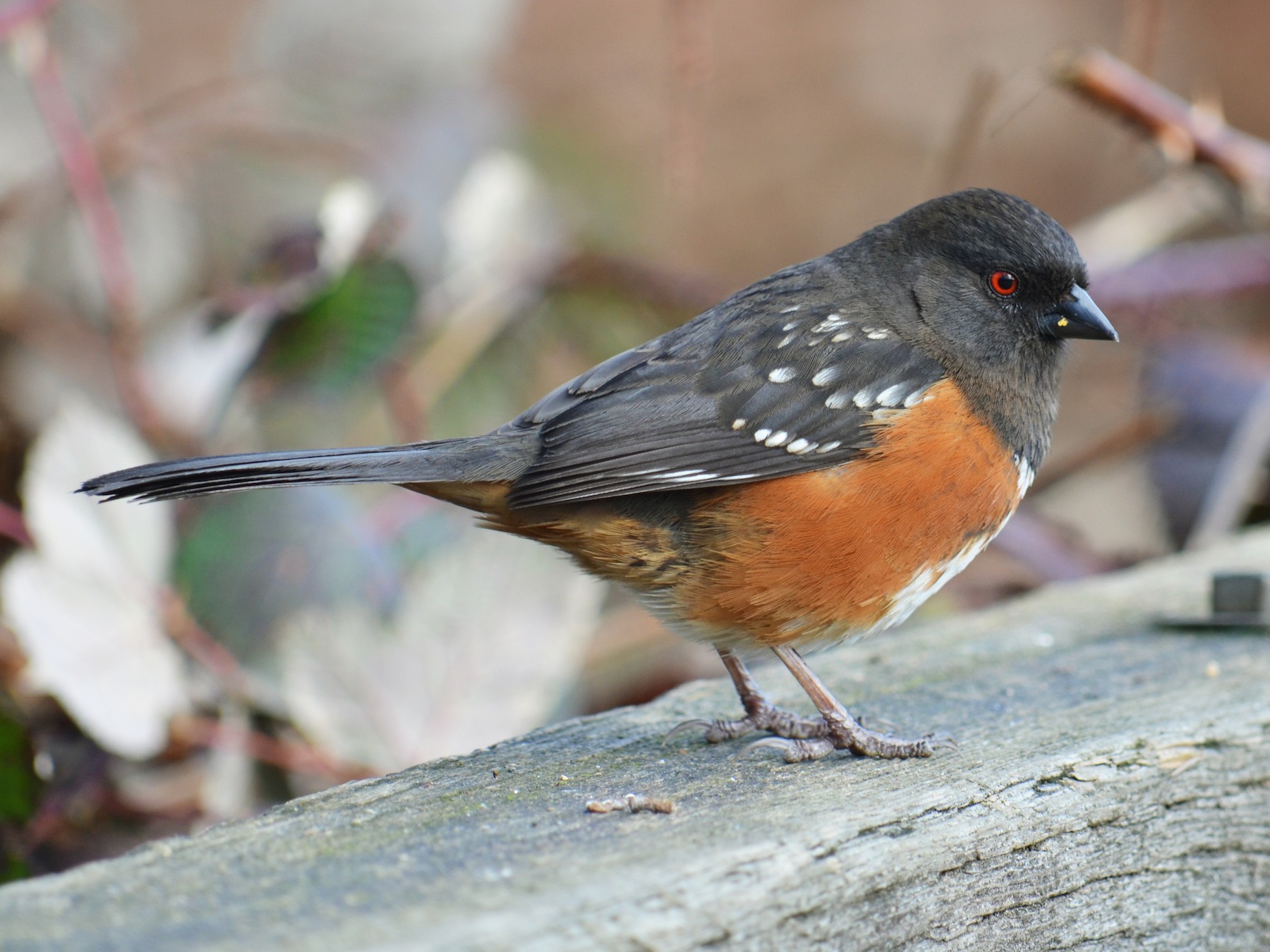 Spotted Towhee - eBird