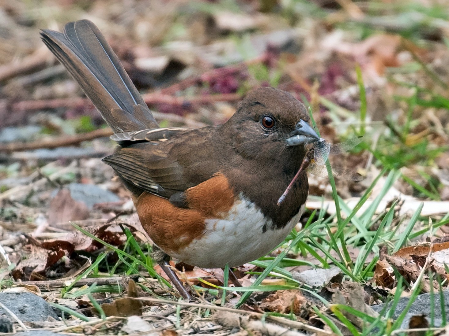 Eastern Towhee - eBird