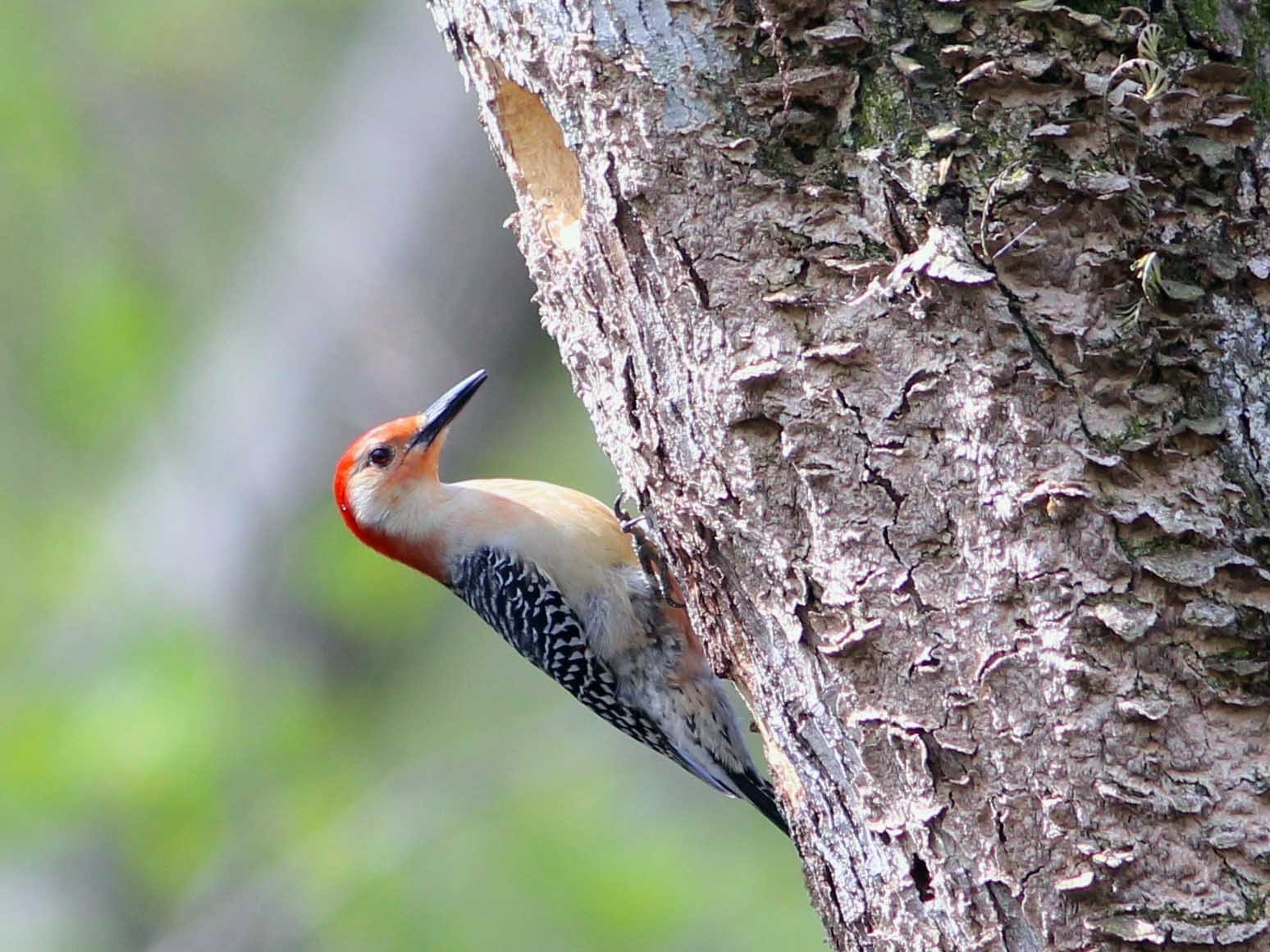 Red-bellied Woodpecker - eBird