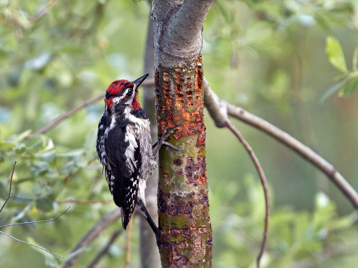 Red-naped Sapsucker - eBird