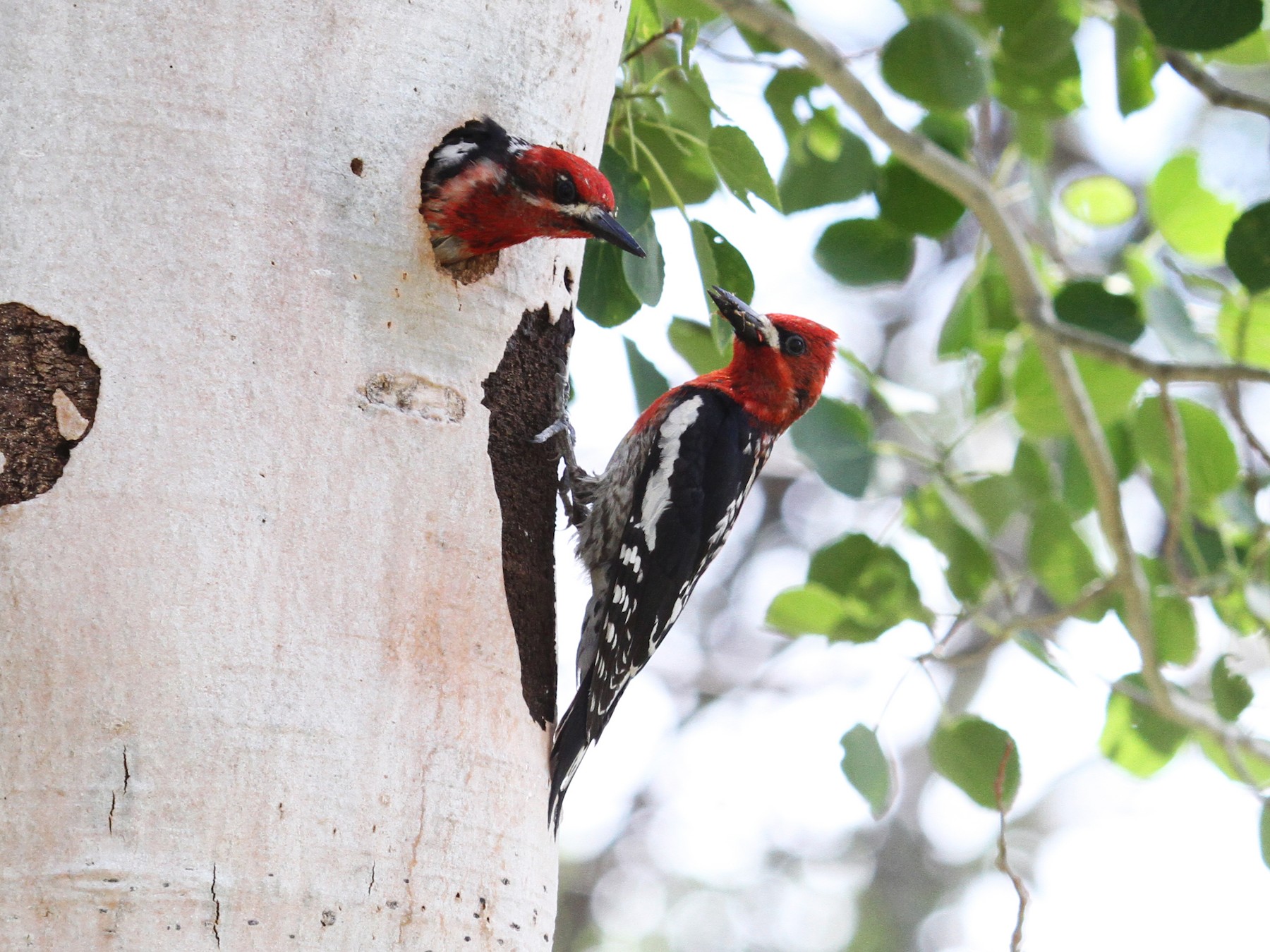 Red-breasted Sapsucker - eBird