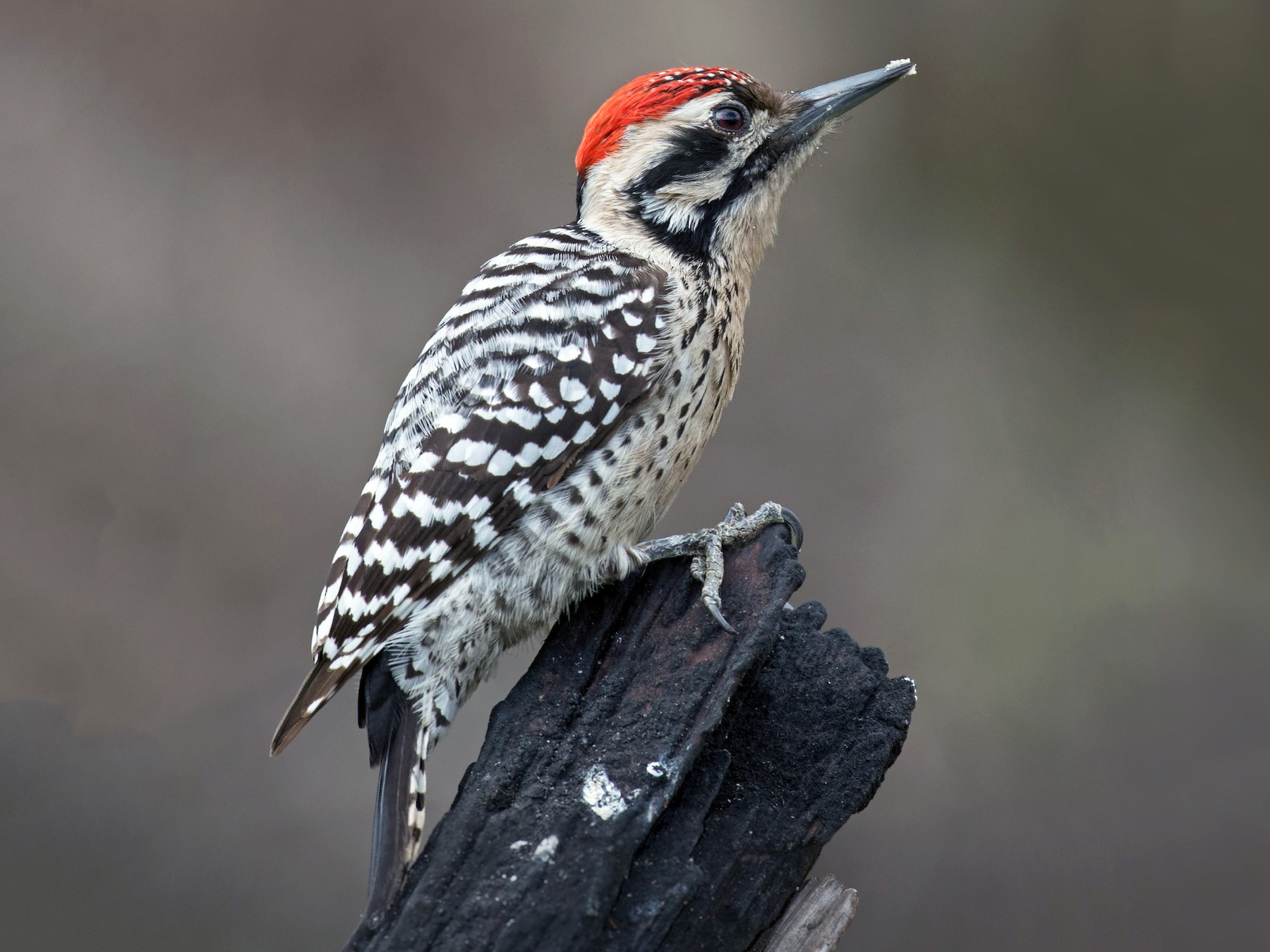 Ladder-backed Woodpecker - eBird