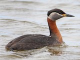 Red-necked Grebe - Range map: Non-breeding - eBird Status and Trends