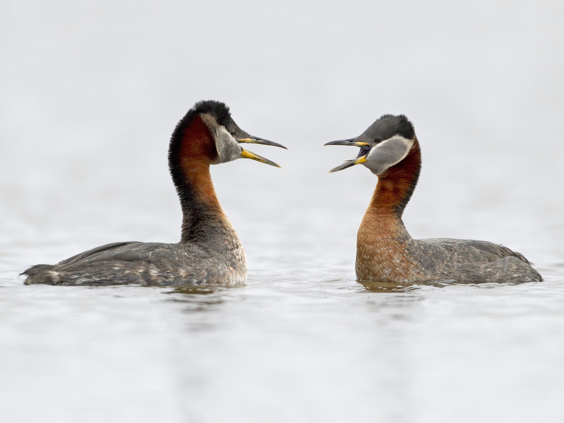 Red-necked Grebe - eBird