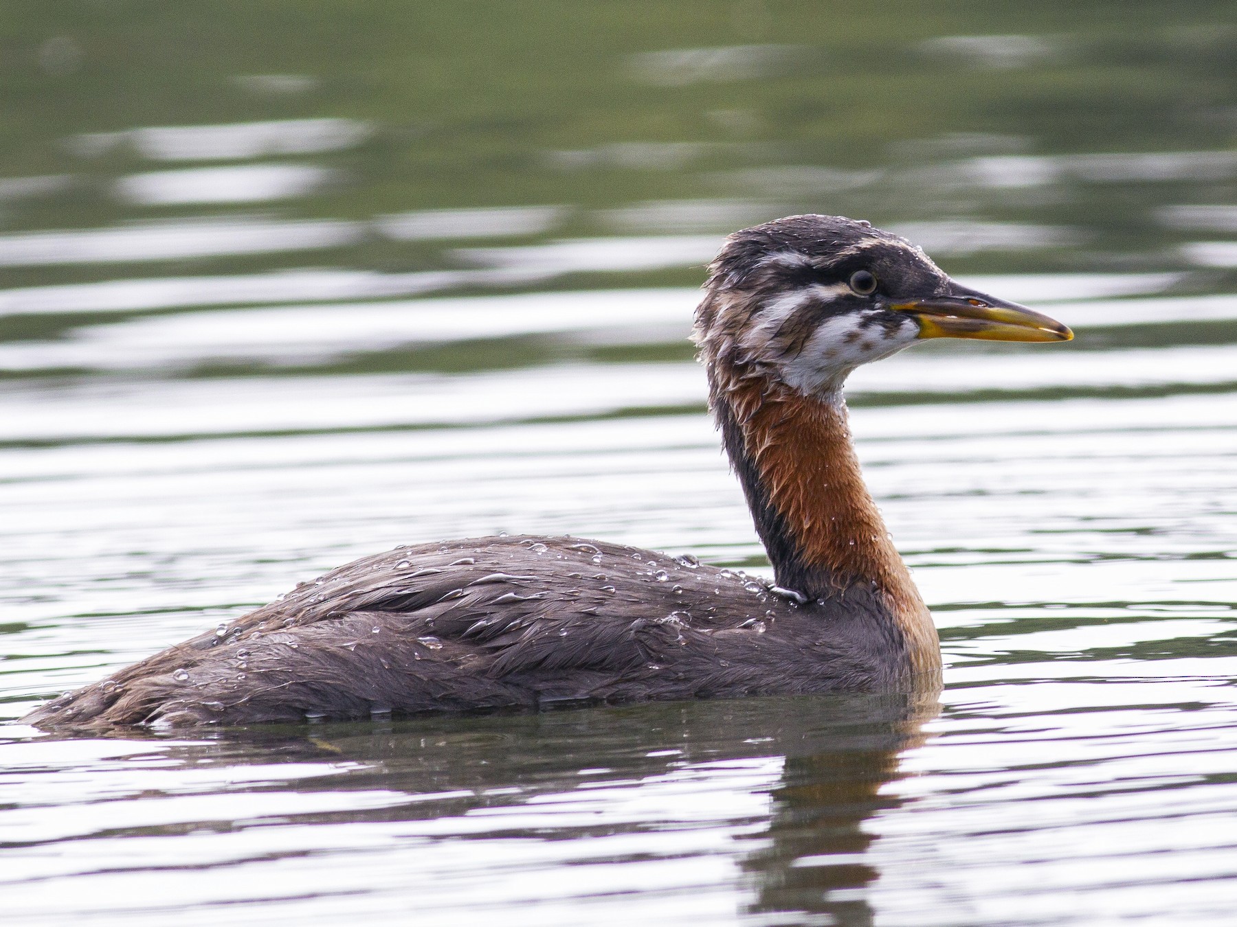 Red-necked Grebe - eBird