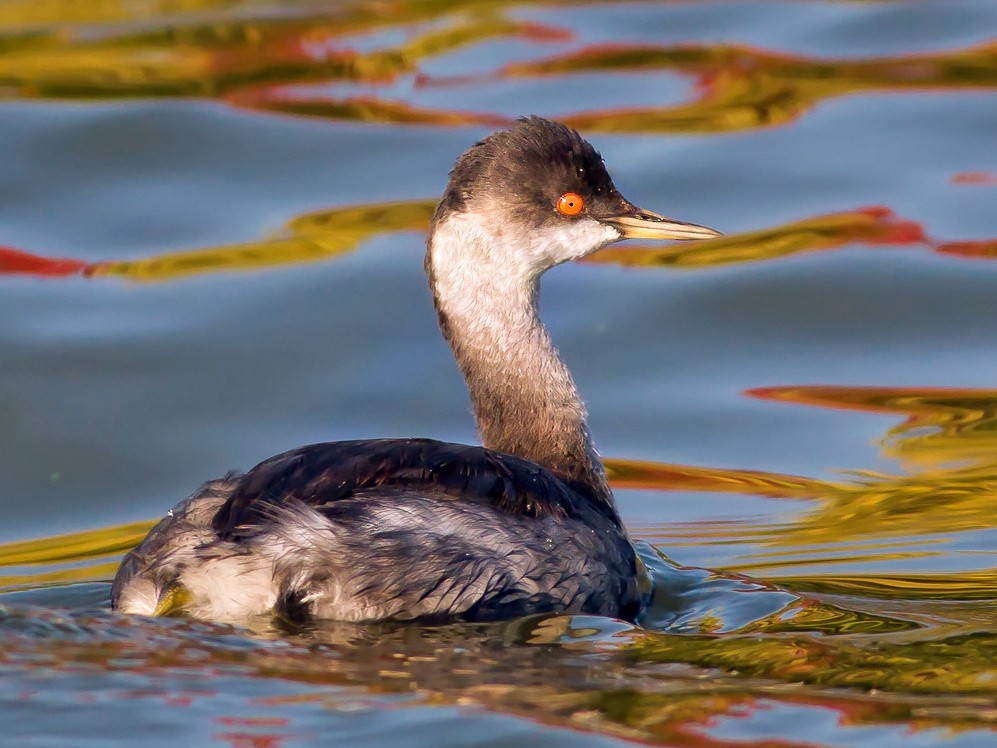 Eared Grebe - eBird