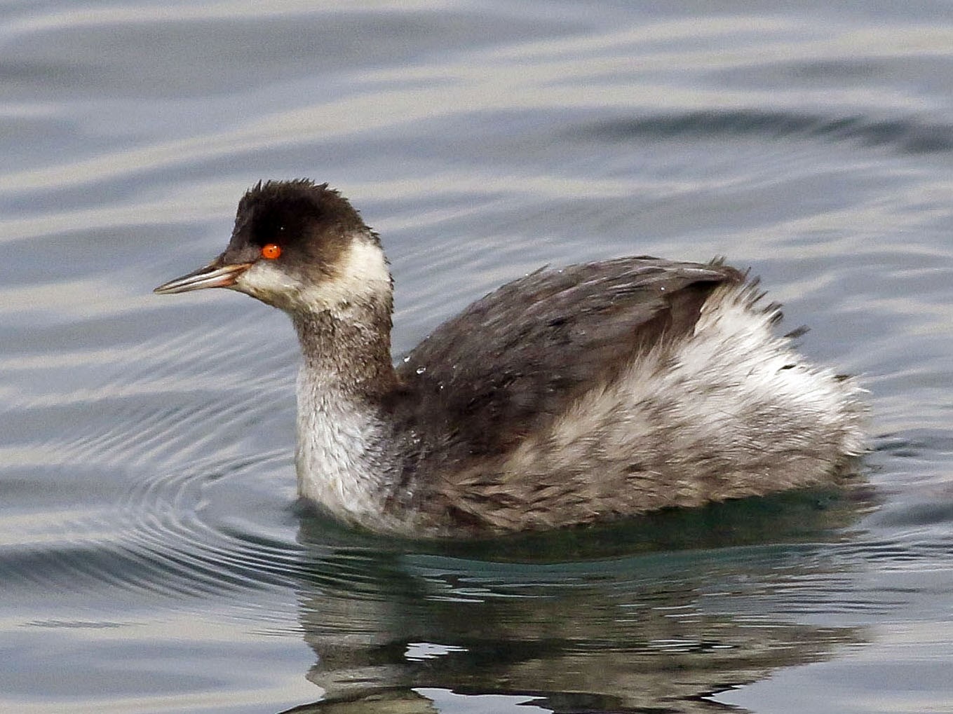 Eared Grebe - eBird
