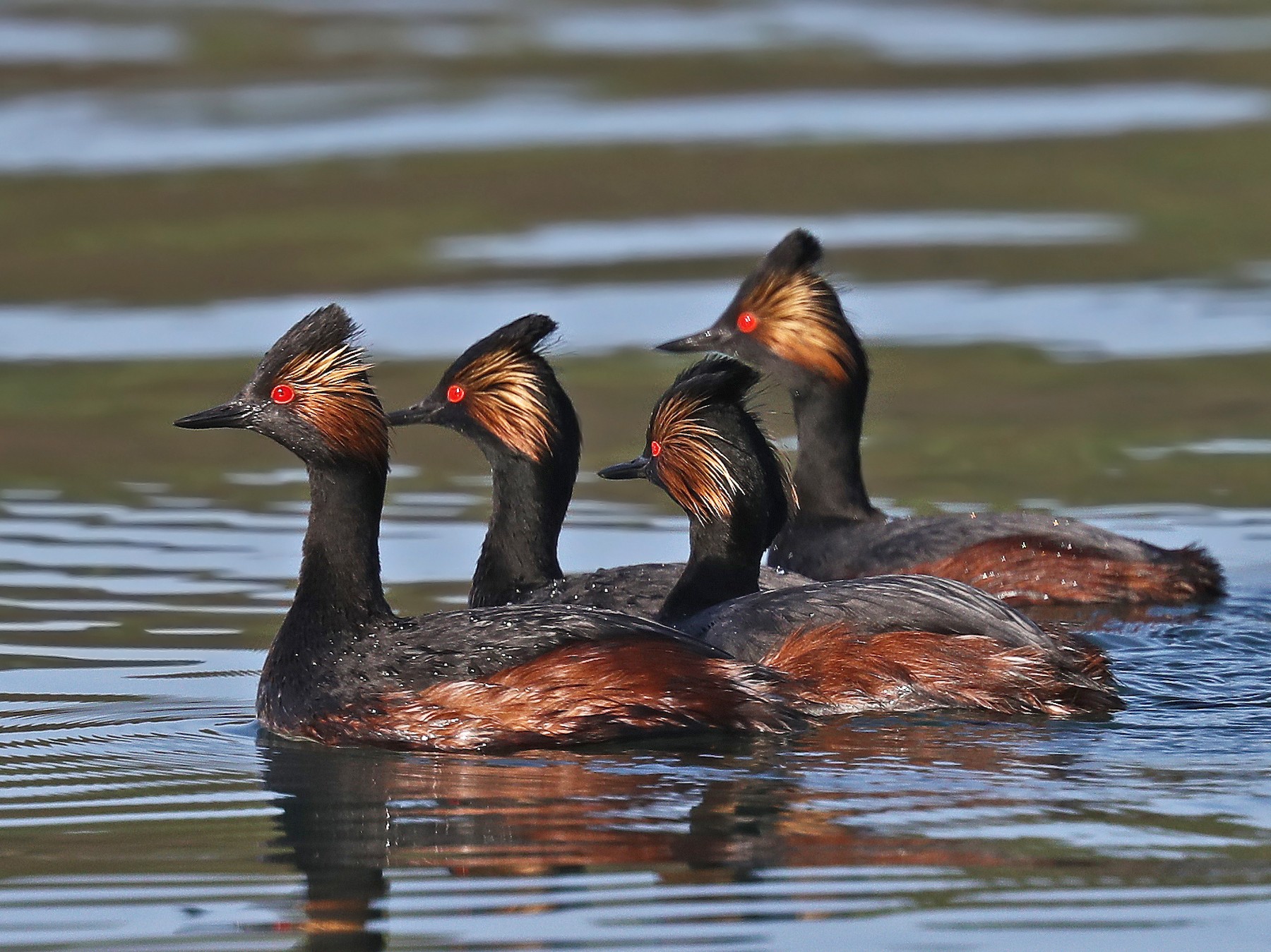 Eared Grebe - eBird