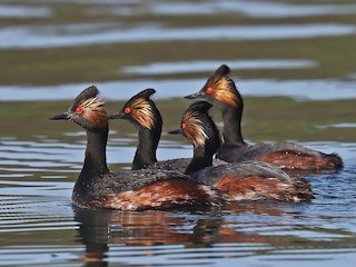 Eared Grebe - eBird