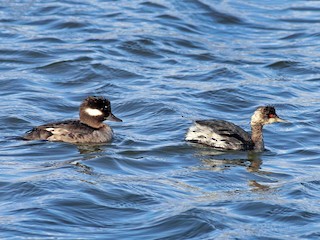 Eared Grebe - eBird