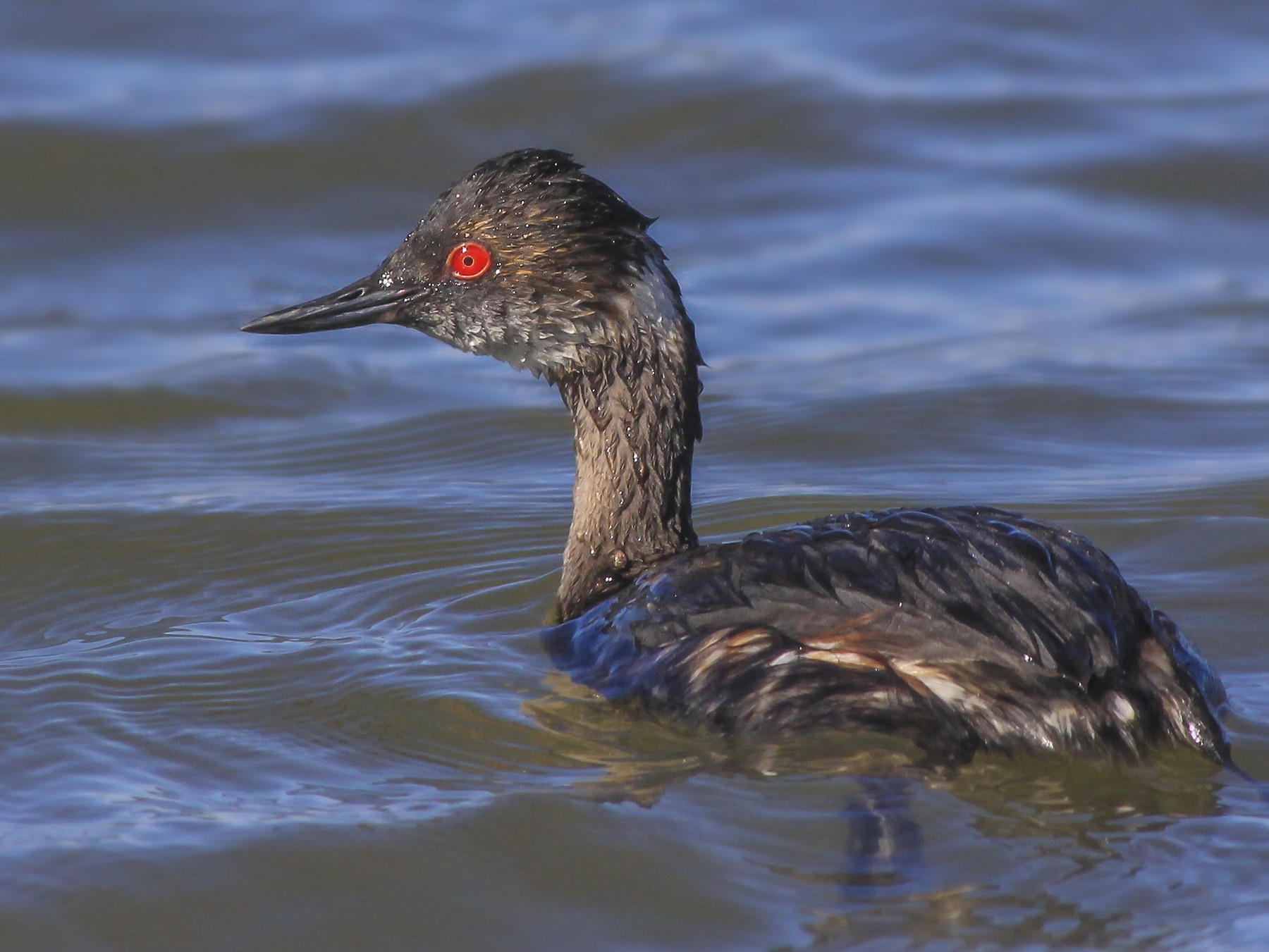 Eared Grebe - eBird