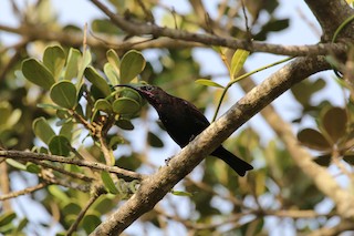 Amethyst Sunbird - Chalcomitra amethystina - Birds of the World
