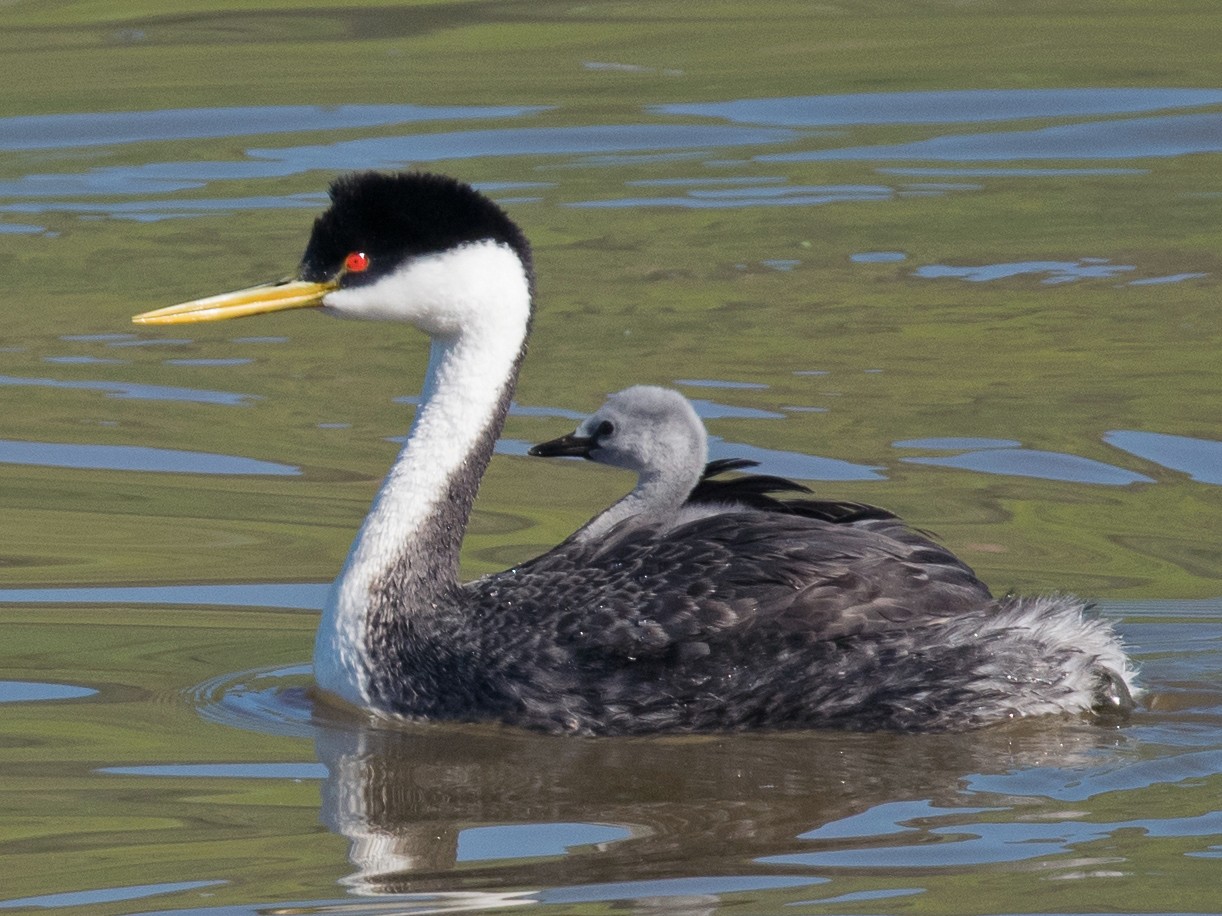 Western Grebe - eBird