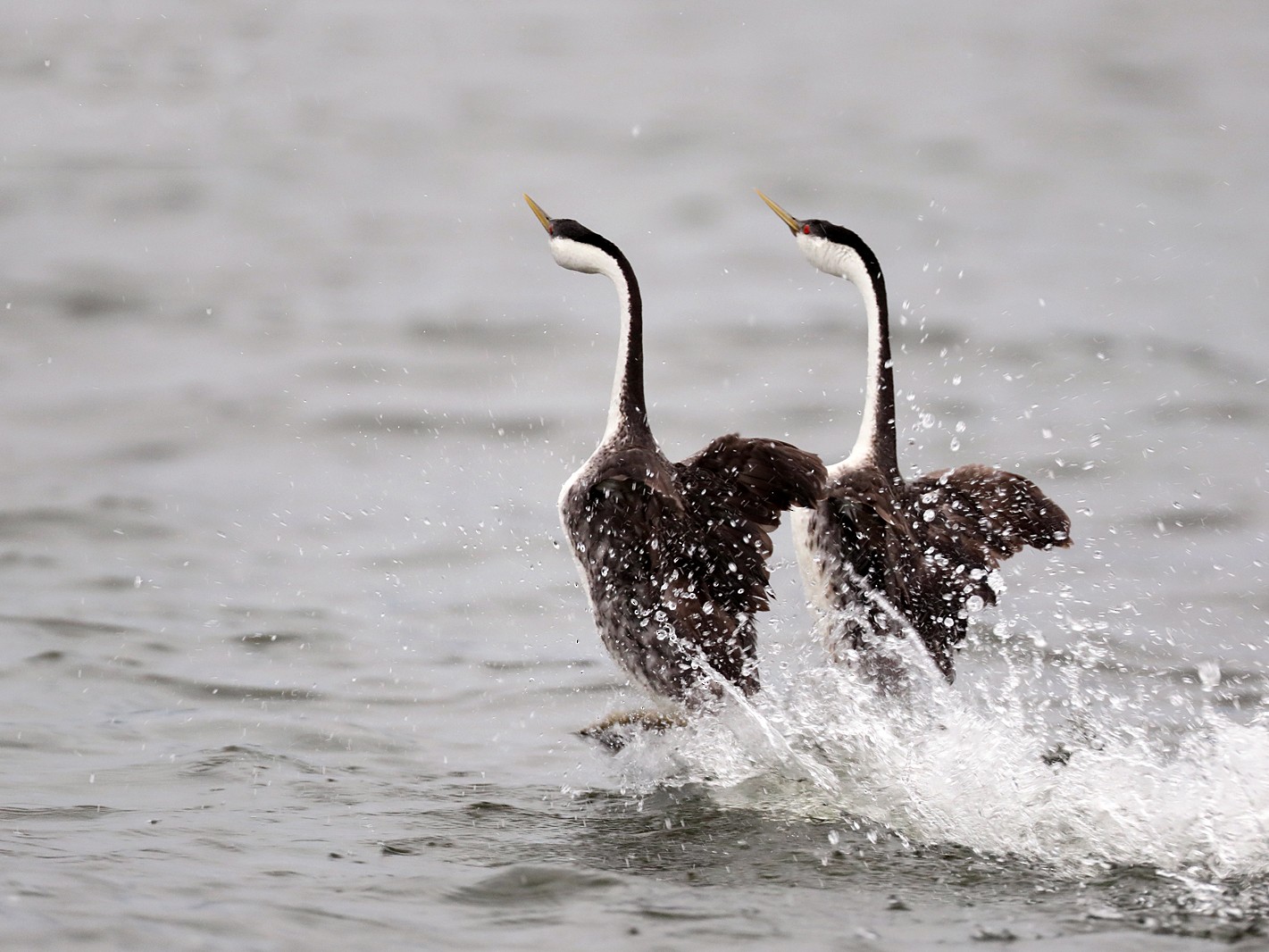Achichilique Común - eBird