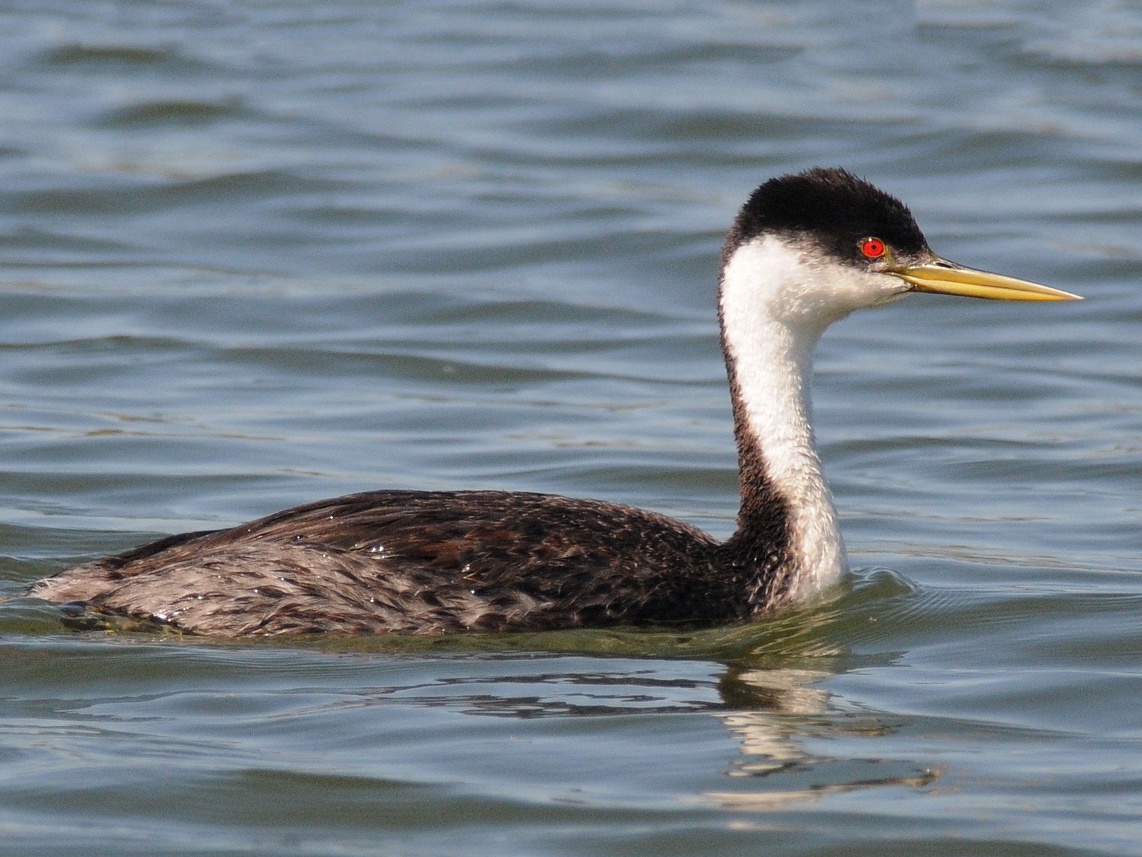 Western Grebe - eBird