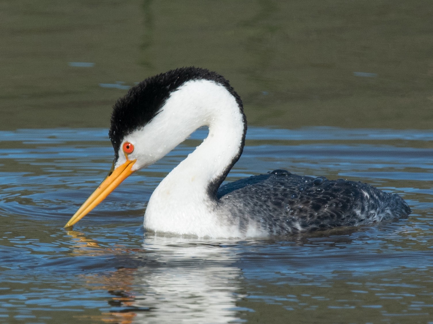 Clark's Grebe - eBird