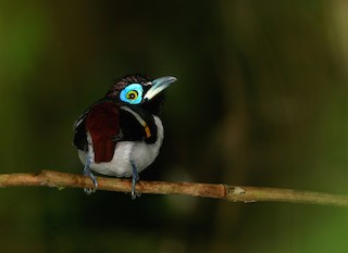 Wattled Broadbill - Sarcophanops steerii - Birds of the World