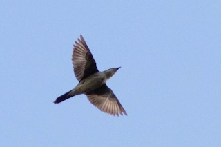 Yellow-eyed Starling - Aplonis mystacea - Birds of the World