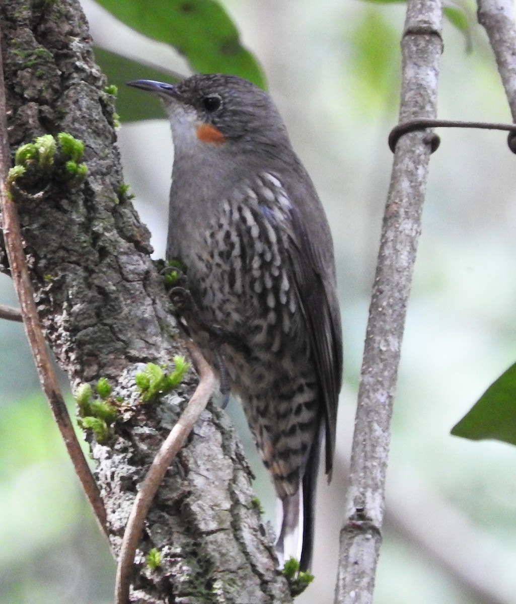 eBird Checklist - 4 Aug 2017 - Paluma Region - 25 species