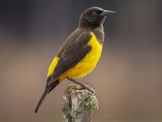 Pecho Amarillo Grande - eBird