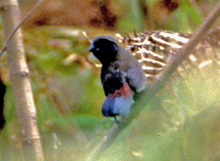 Estrilda Sombría (graueri) - eBird