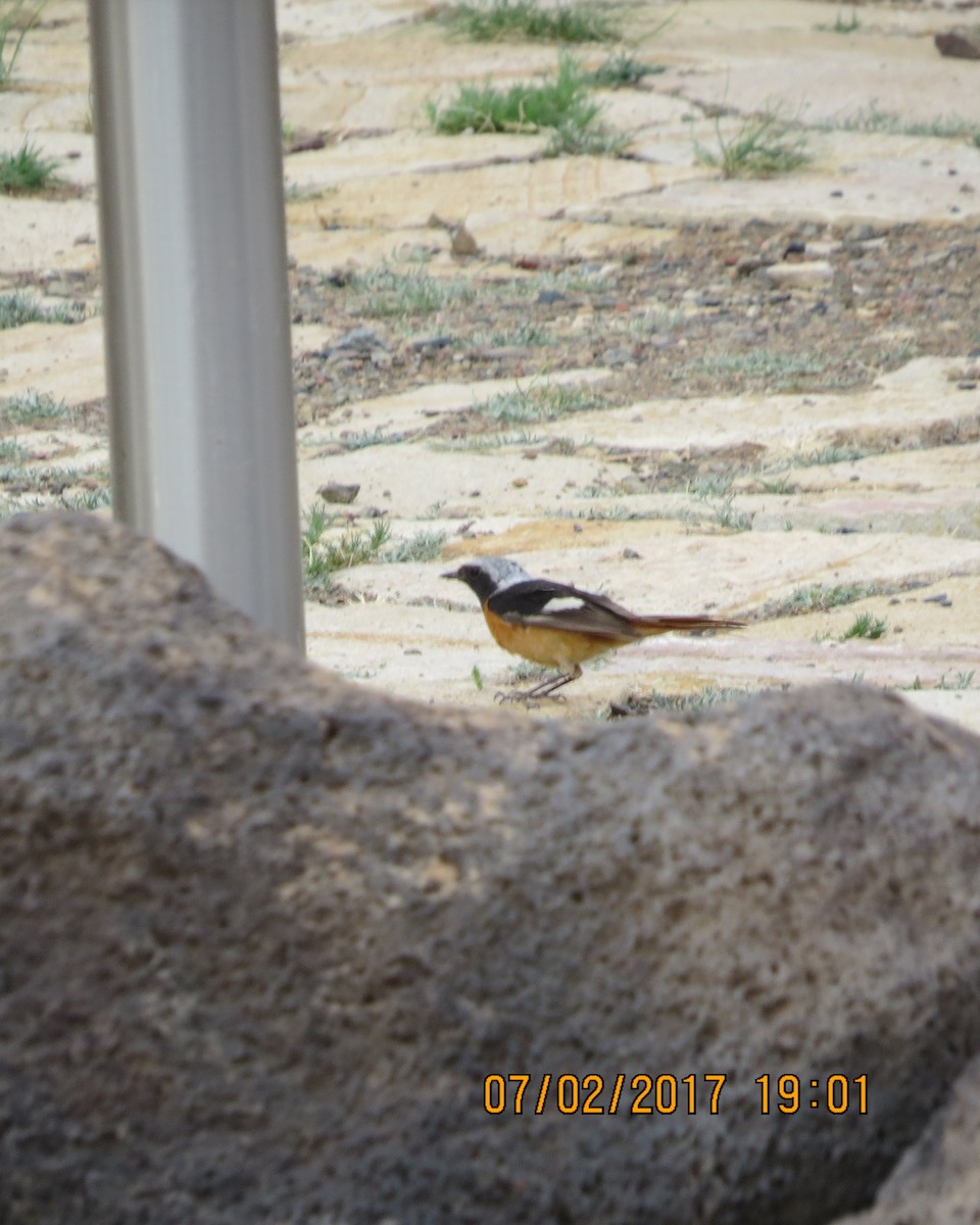 eBird Checklist - 2 Jul 2017 - Dream Gobi Ger Camp - 1 species