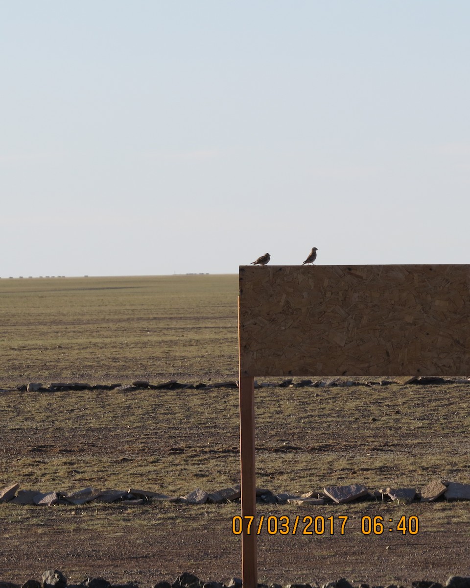 eBird Checklist - 3 Jul 2017 - Dream Gobi Ger Camp - 2 species