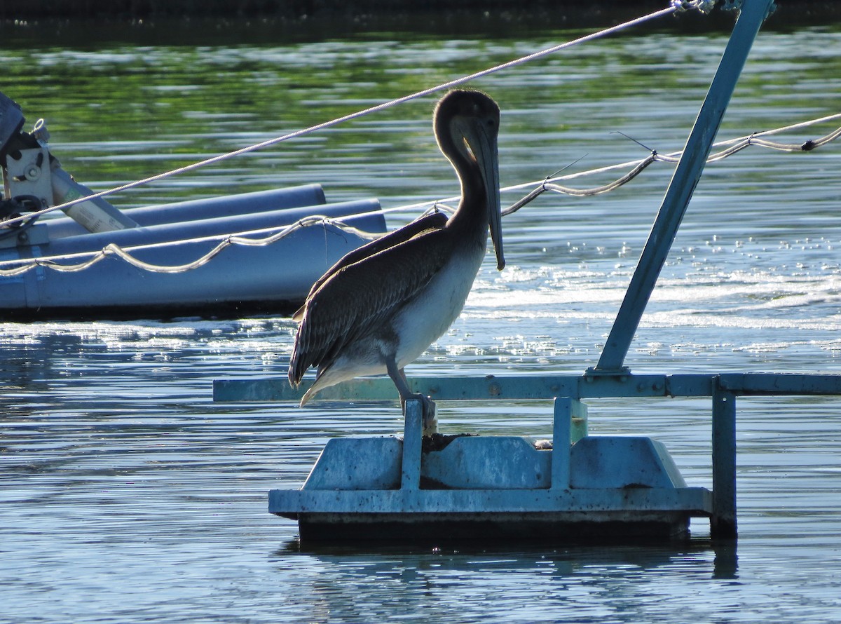 eBird Checklist - 5 Aug 2017 - Amado WTP - 13 species