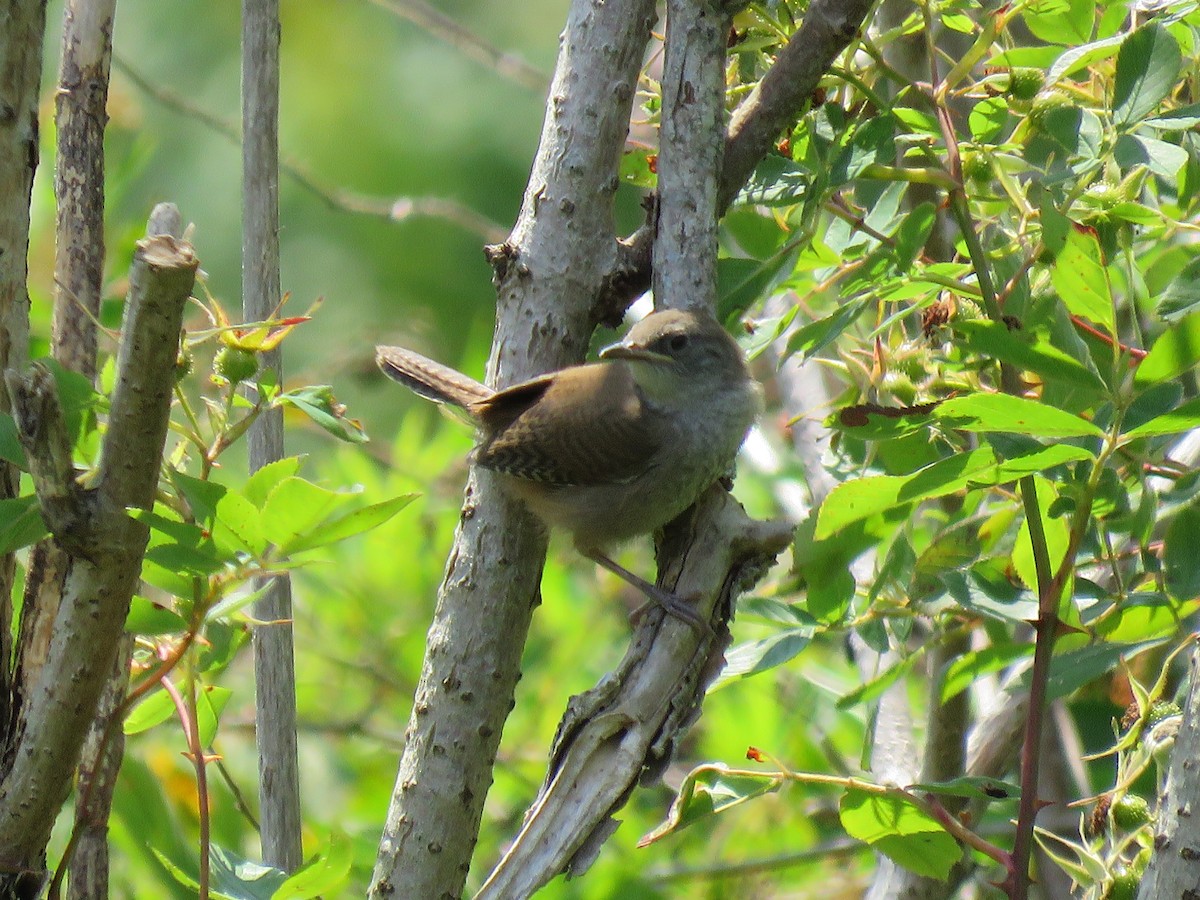 Mass Audubon eBird Checklist - 6 Aug 2017 - Cold Brook Preserve - 21 ...